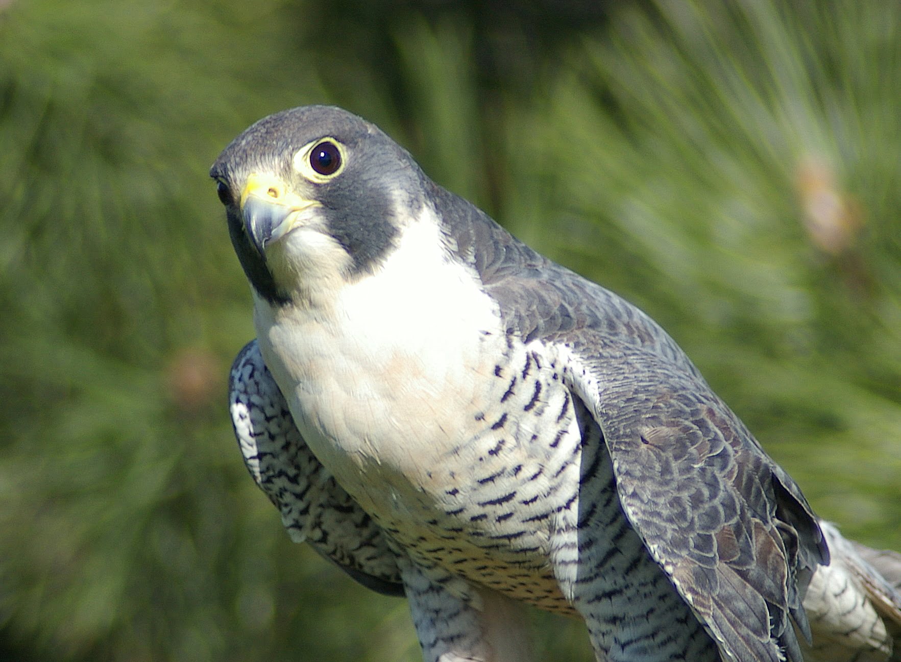 Bird of Prey Days | Braddock Bay Raptor Research
